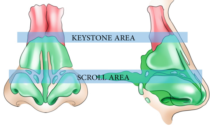 جراحی بینی به زبان ساده – مقاله شماره 4: آناتومی (بخش دوم) - سایت دکتر ...
